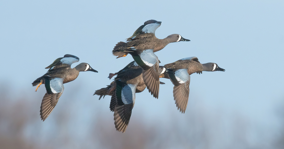 Blue Winged Teal Duck Flying
